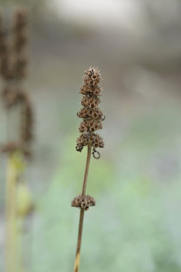 Common hedgenettle stock image. Image of brown, green - 230911773