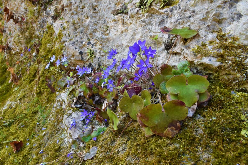 Common Hepatica (Anemone Hepatica) Flowers Stock Photo - Image of rock ...
