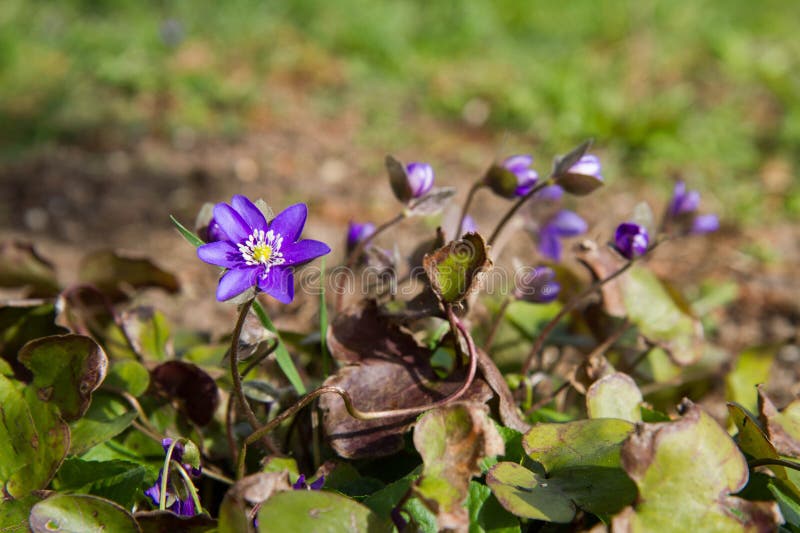 The Common Hepatica (Anemone Hepatica) Stock Image - Image of botanical ...