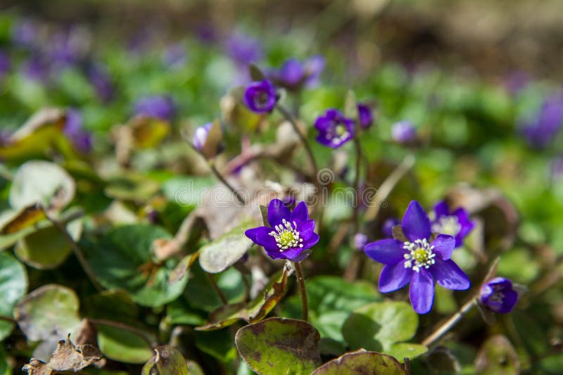 The Common Hepatica (Anemone Hepatica) Stock Image - Image of violet ...