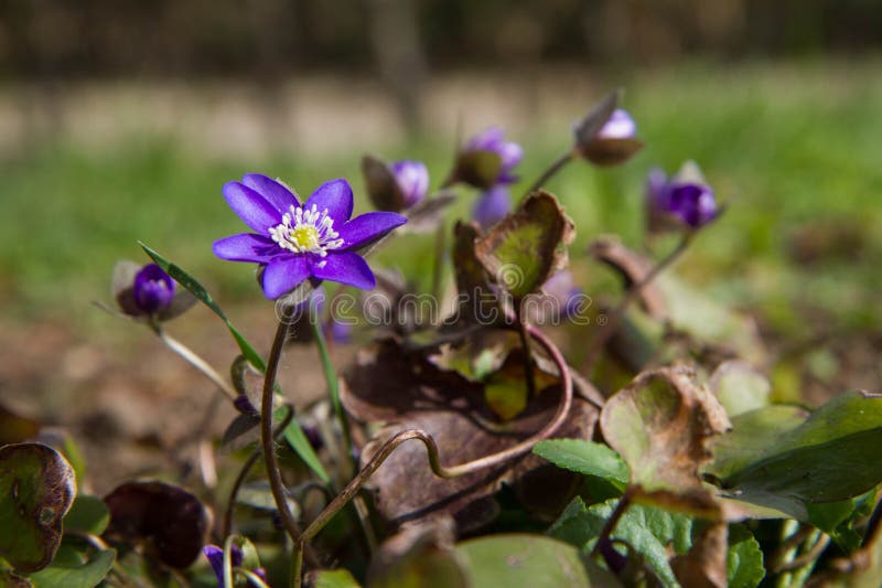 The Common Hepatica (Anemone Hepatica) Stock Image - Image of botanical ...