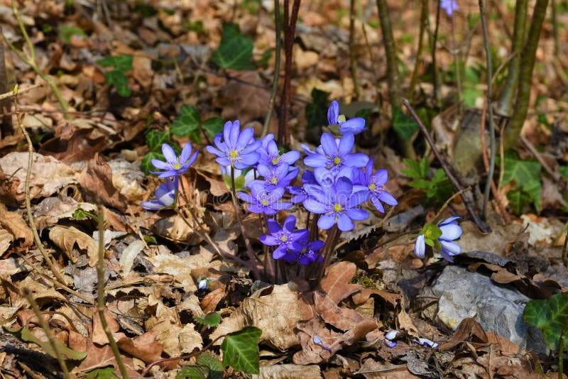 Common Hepatica (Anemone Hepatica) Stock Image - Image of natural ...
