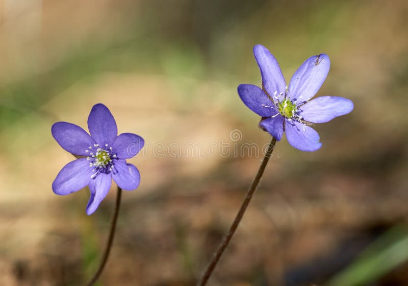 Common Hepatica Groming Wild in the Forest in Spring. Stock Image ...