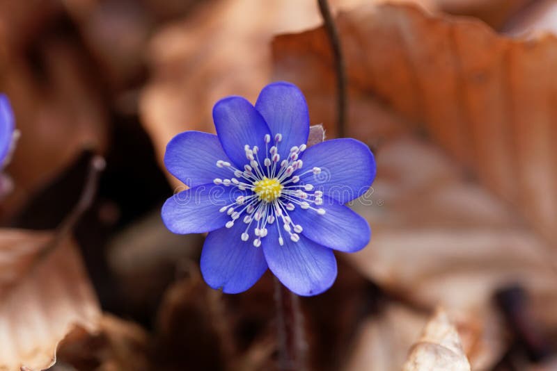 Common Hepatica Hepatica Nobilis Stock Image - Image of herbs, petals ...