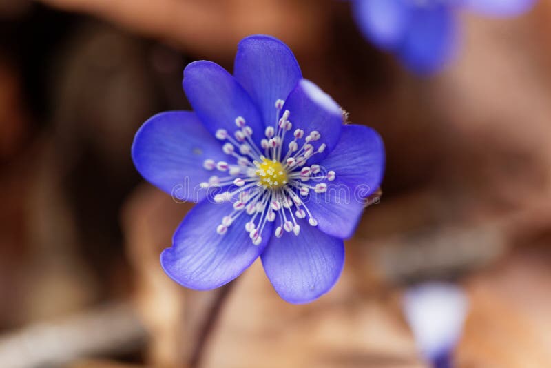 Common Hepatica Hepatica Nobilis Stock Image - Image of head, beautiful ...