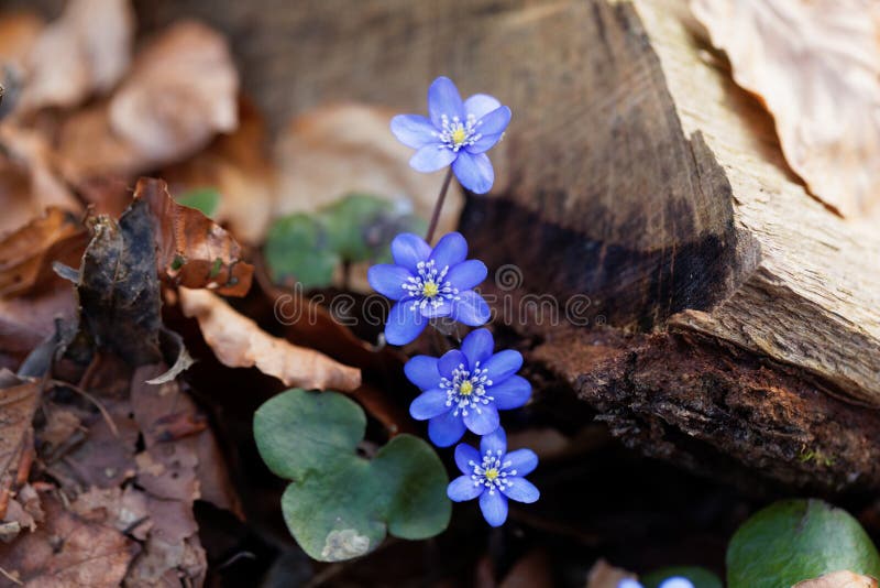 Common Hepatica Hepatica Nobilis Stock Image - Image of petal, biology ...
