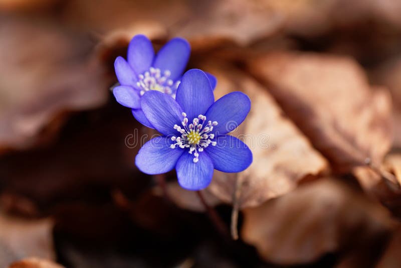Common Hepatica Hepatica Nobilis Stock Image - Image of flower, forest ...