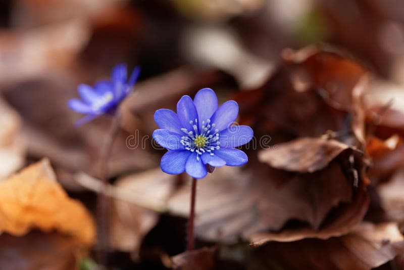 Common Hepatica Hepatica Nobilis Stock Image - Image of detail, common ...