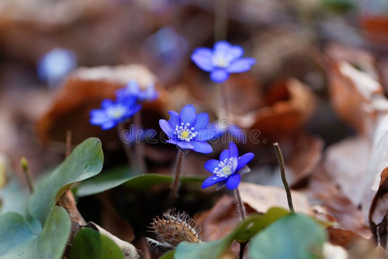 Common Hepatica Hepatica Nobilis Stock Photo - Image of flower, nobilis ...