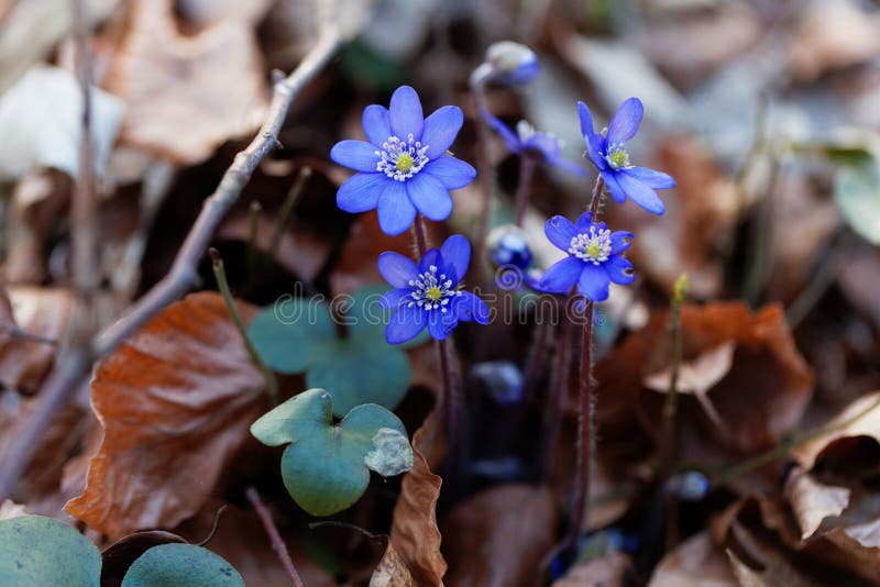 Common Hepatica Hepatica Nobilis Stock Photo - Image of head, blue ...
