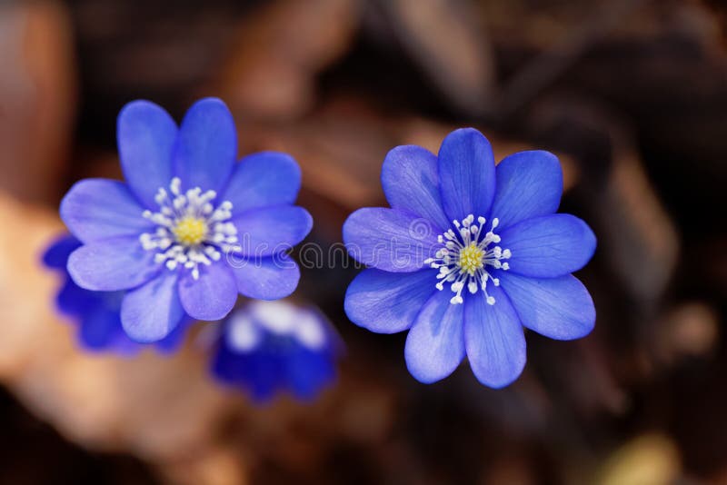 Common Hepatica Hepatica Nobilis Stock Photo - Image of natural, early ...