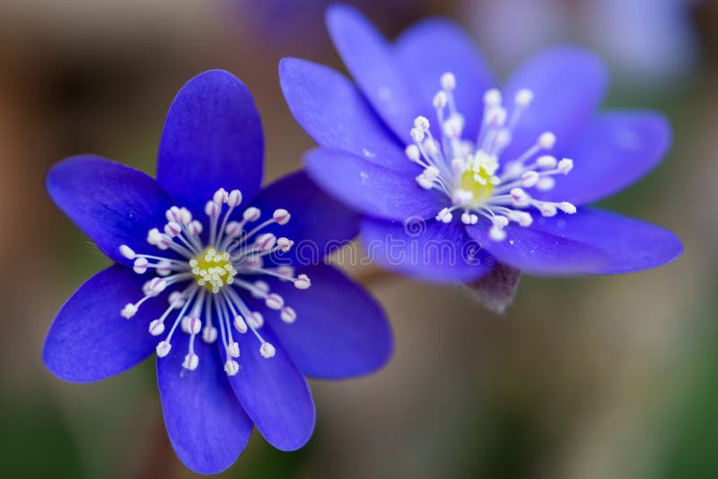 Common Hepatica in a Spring Forest Stock Photo - Image of european ...