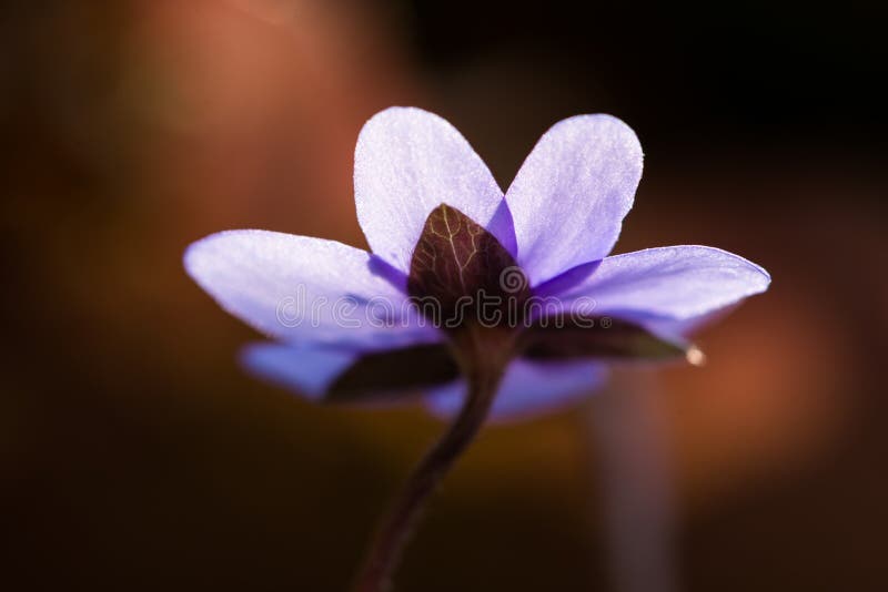 Common Hepatica in a Spring Forest Stock Photo - Image of liverwort ...