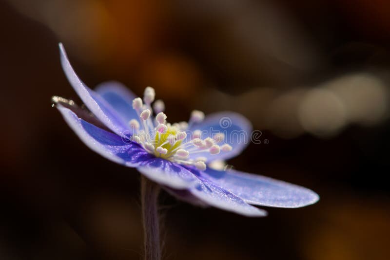 Common Hepatica in a Spring Forest Stock Photo - Image of hepatica ...