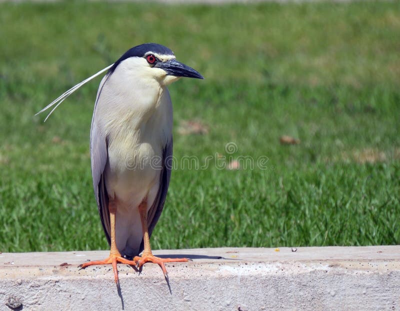 Common heron bird stock image. Image of herodias, staring - 185569891