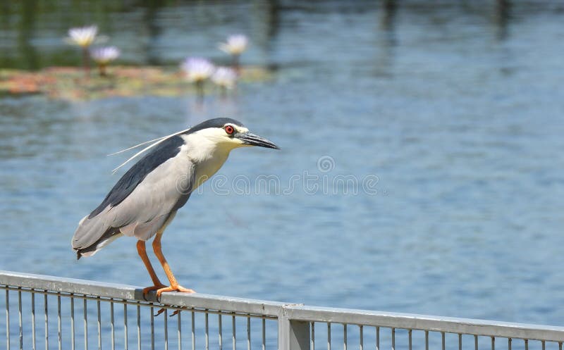 Common heron bird stock photo. Image of common, looking - 185570226