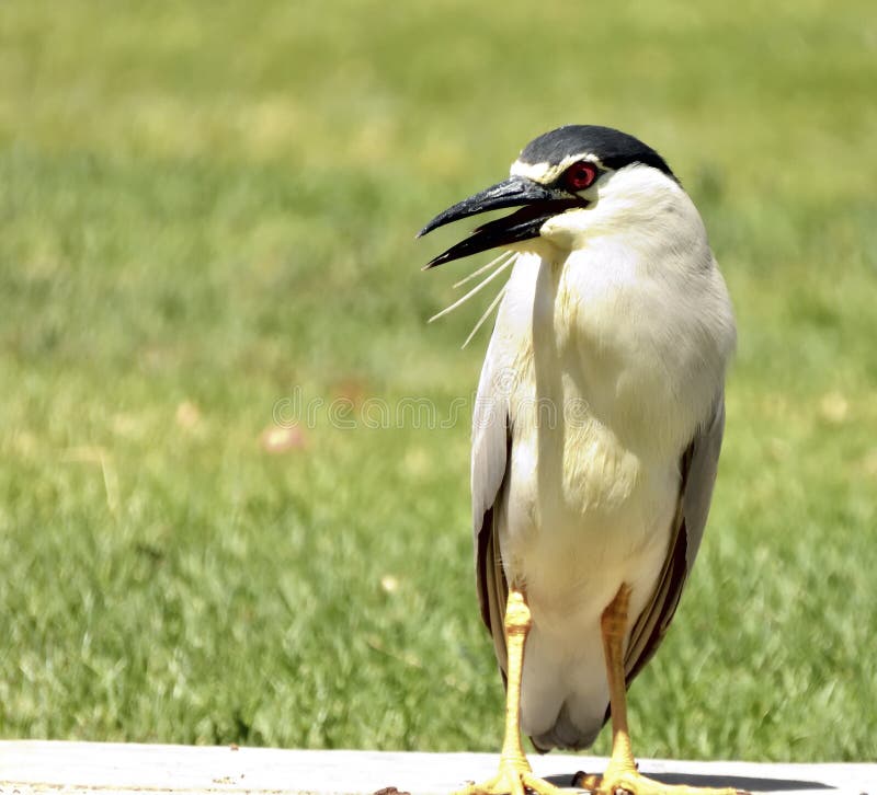 Common heron bird stock image. Image of pond, environment - 185640801