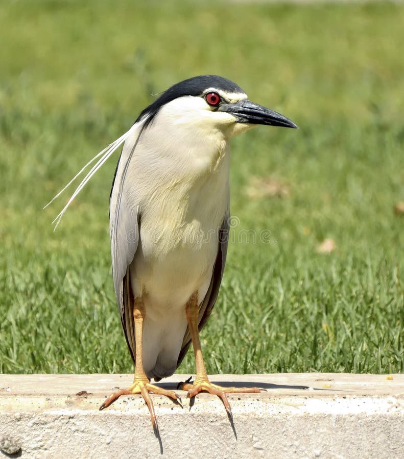 Common heron bird stock image. Image of heron, animal - 185640829