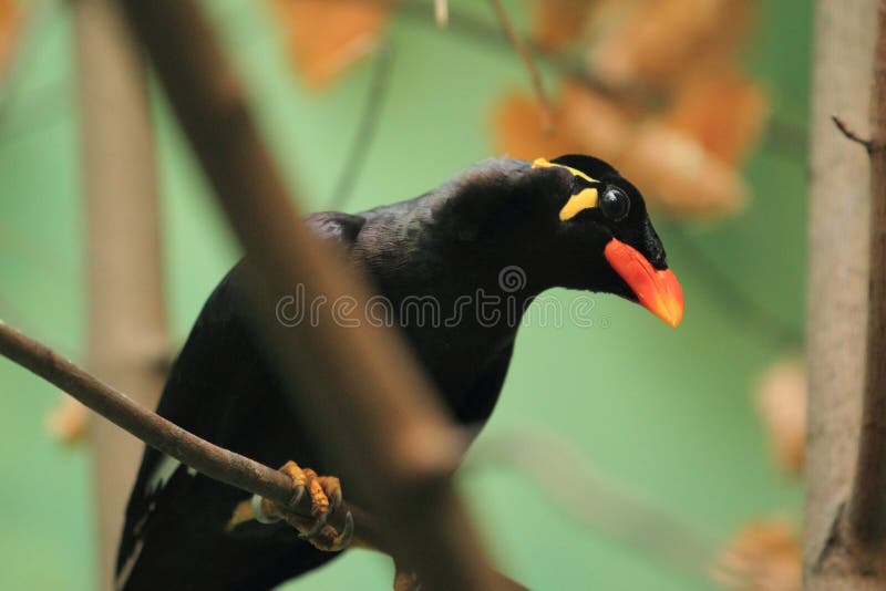 Common hill myna stock photo. Image of nature, black - 28416482
