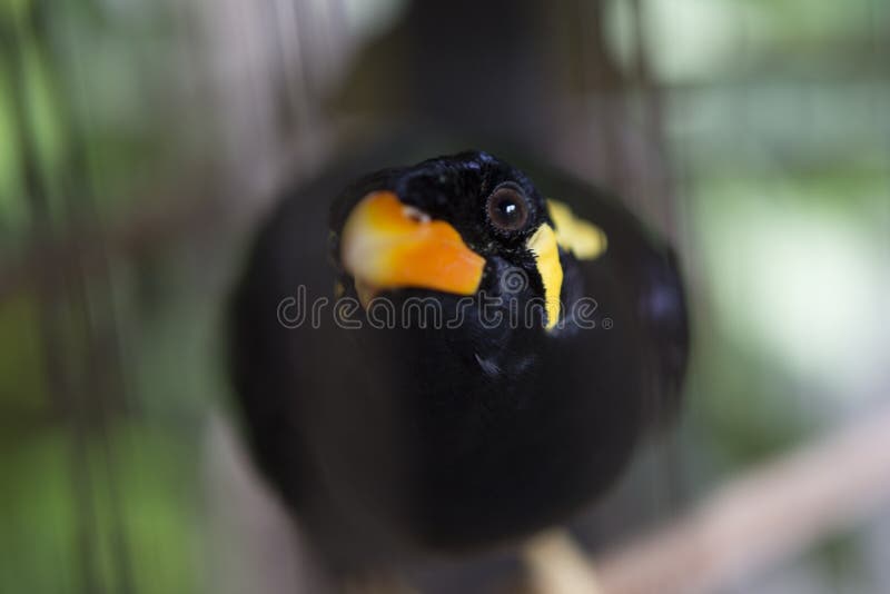 Common Hill Myna Cage Stock Photos - Free & Royalty-Free Stock Photos ...