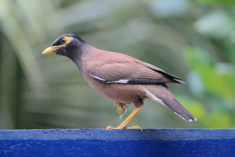 Common Hill Myna bird stock image. Image of beautiful - 61857449