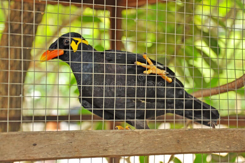 Common Hill Myna Cage Stock Photos - Free & Royalty-Free Stock Photos ...
