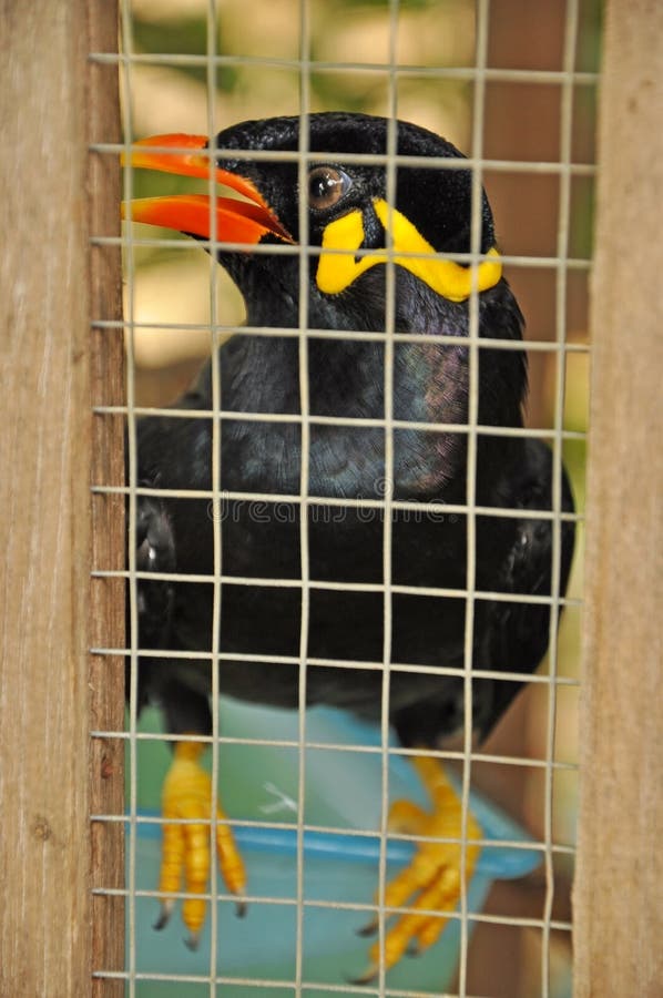 Common Hill Myna Cage Stock Photos - Free & Royalty-Free Stock Photos ...