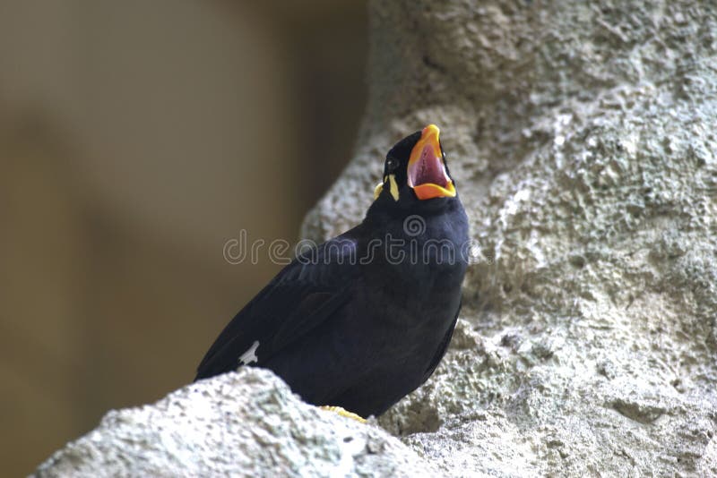 Common Hill Myna, Gracula Religiosa, Calling Stock Photo - Image of ...