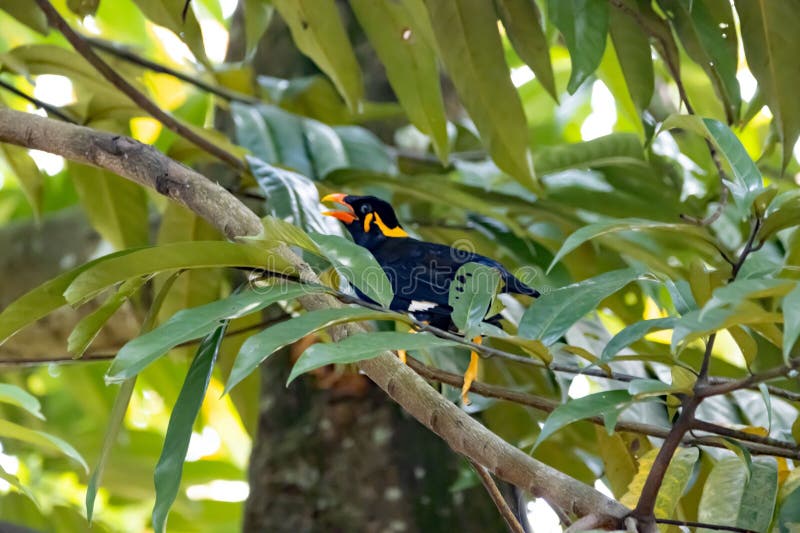 Common Hill Myna, Gracula Religiosa, Singing in a Tree Stock Image ...