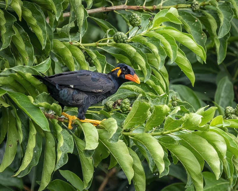 Common Hill Myna Perching Eye Level on Tree Branch Stock Image - Image ...