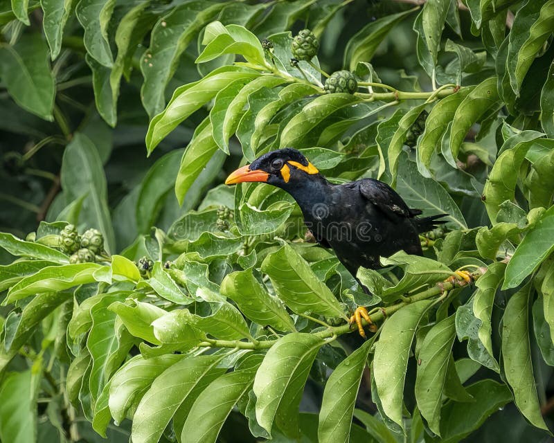 Common Hill Myna Perching Eye Level on Tree Branch Stock Image - Image ...