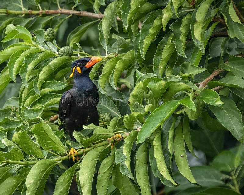 Common Hill Myna Perching Eye Level on Tree Branch Stock Photo - Image ...