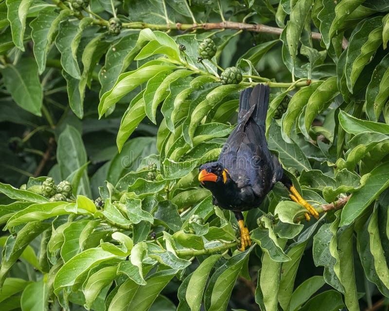 Common Hill Myna Perching Eye Level on Tree Branch Stock Photo - Image ...