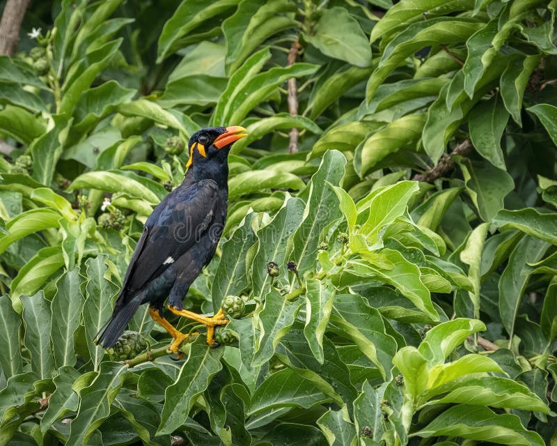 Common Hill Myna Perching Eye Level on Tree Branch Stock Image - Image ...