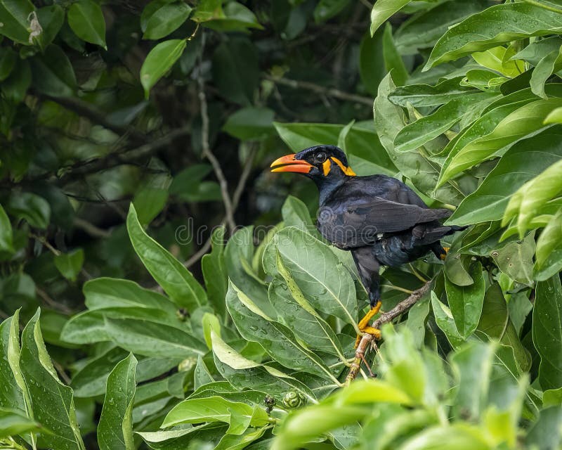 Common Hill Myna Perching Eye Level on Tree Branch Stock Image - Image ...