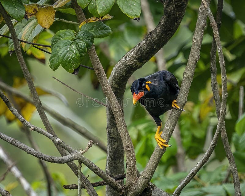 Common Hill Myna Perching Eye Level on Tree Branch Stock Image - Image ...