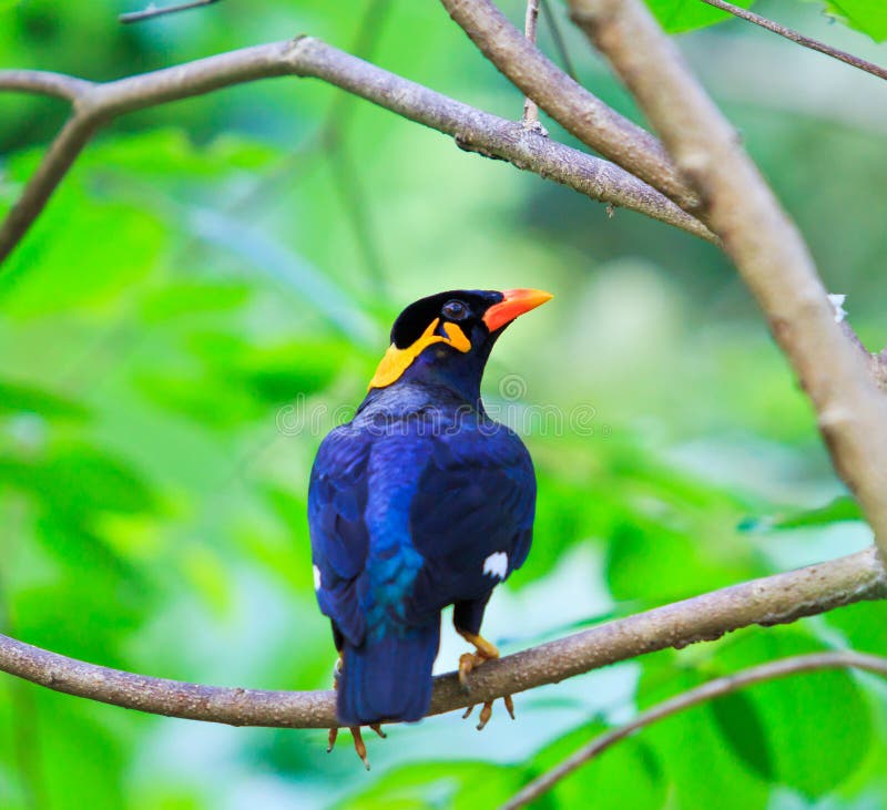 Common Hill Myna stock image. Image of parrots, lookingup - 34728593