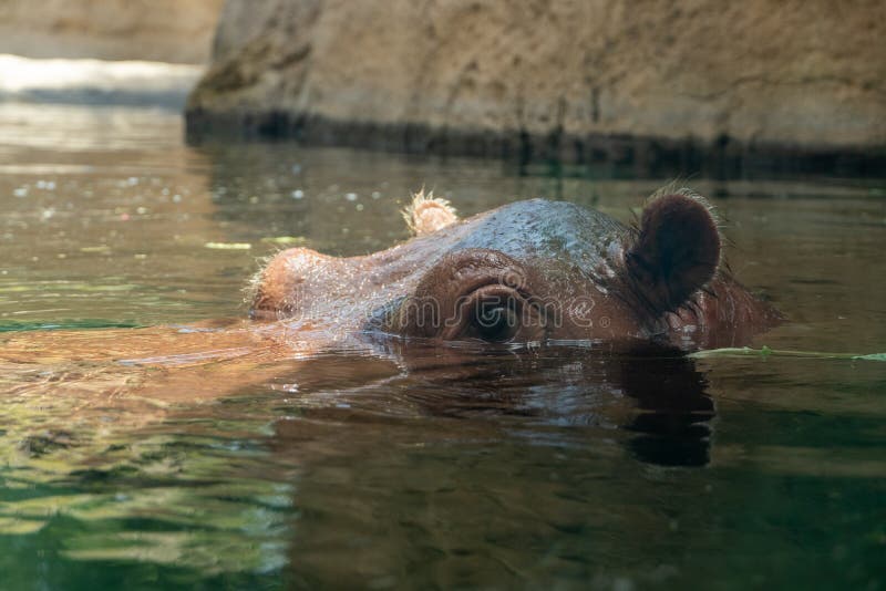 A Common Hippopotamus Hippopotamus Amphibius Eye at Water Level Stock ...
