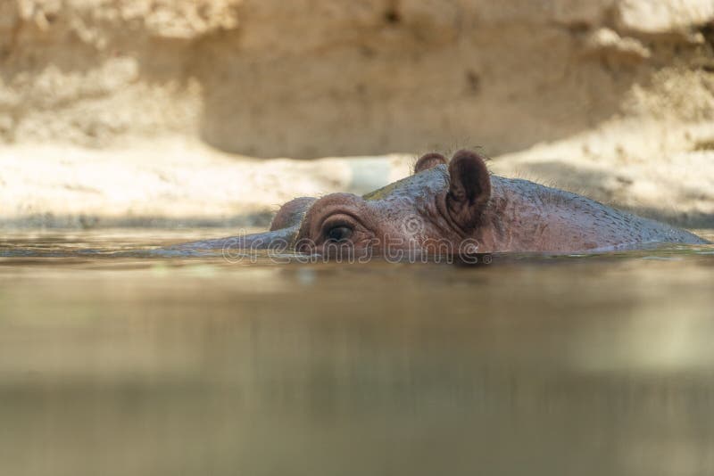 A Common Hippopotamus Hippopotamus Amphibius Eye at Water Level Stock ...