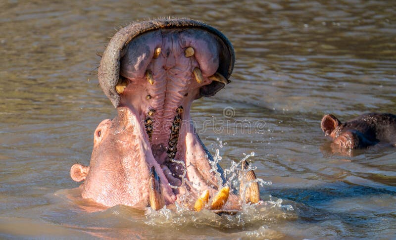 Common Hippopotamus with an Open Mouth Splashing in Water Stock Photo ...
