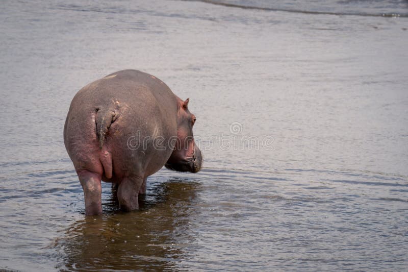 Common Hippopotamus Stands in Stream Looking Round Stock Photo - Image ...