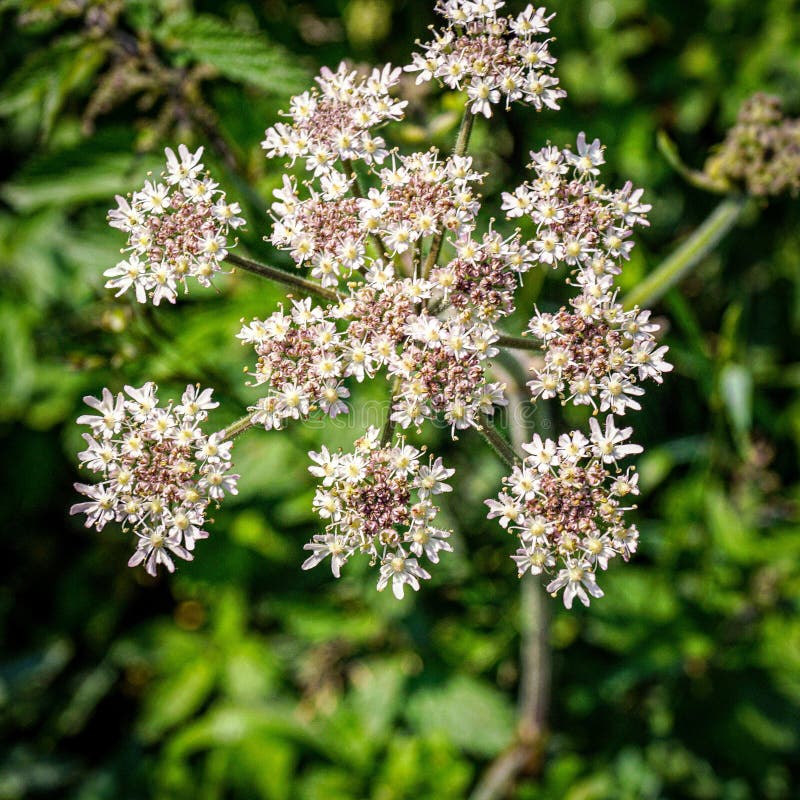 Common Hogweed Plant with Blooming Flowers Stock Image - Image of ...
