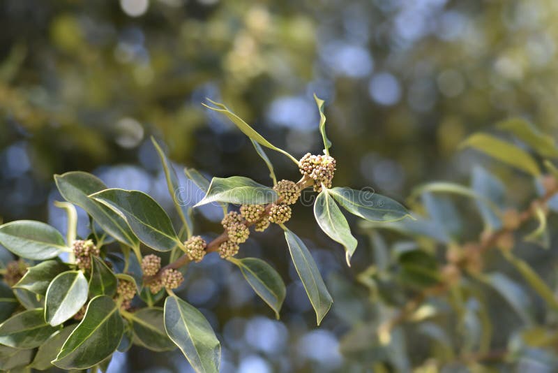 Common Holly stock photo. Image of spring, tree, common - 211649868
