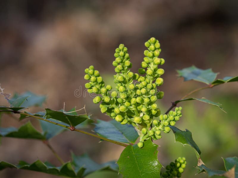 Common Holly during Spring with Ripe Red Berries, Nature Background ...