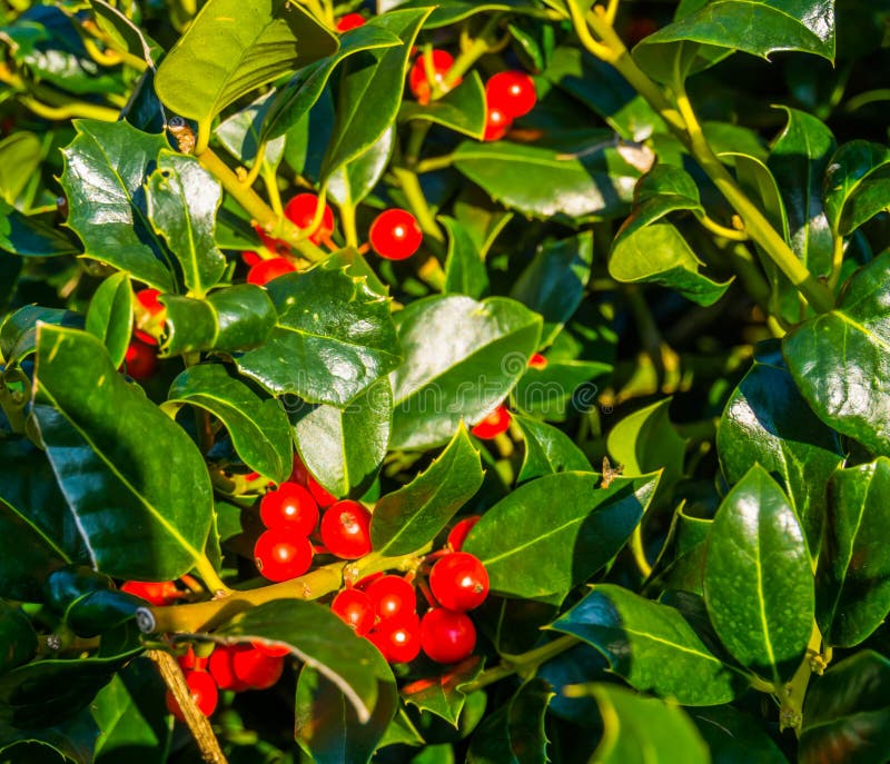 Common Holly during Spring with Ripe Red Berries, Nature Background ...
