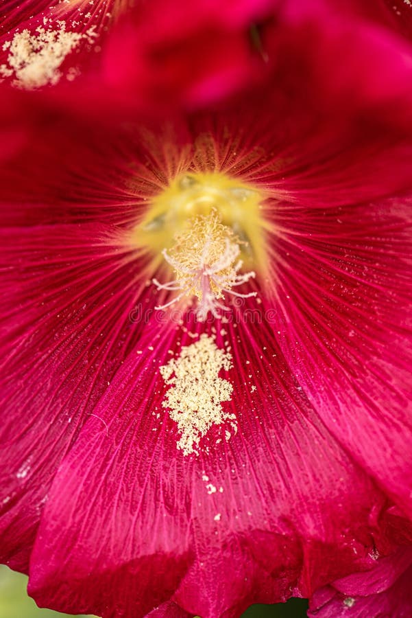 Common Hollycock Flower, Alcea Rosea... Stock Photo - Image of catalog ...