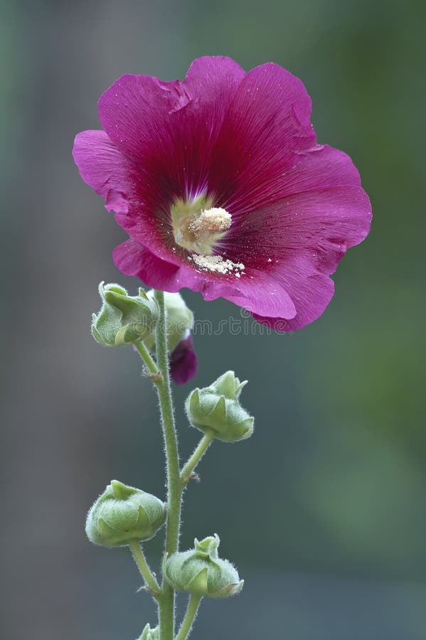 Common hollyhock flower. stock photo. Image of botanical - 118475420