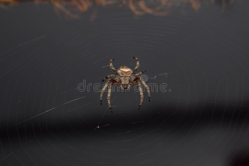Eight Legged Freak stock photo. Image of common, legged - 121614570