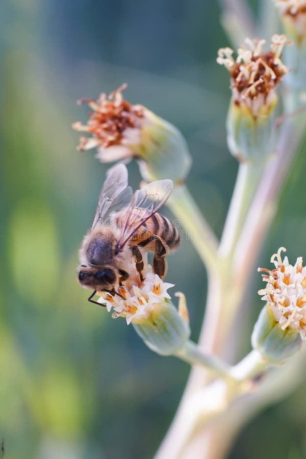 A Common Honey Bee on Senecio Plant. Stock Photo - Image of apidae ...