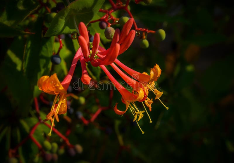 Common Honeysuckle Lonicera Species Stock Photo - Image of petals ...